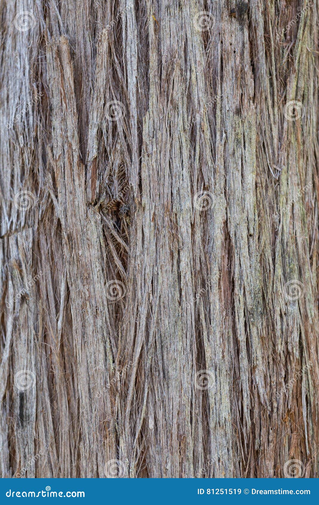 Australian Stringy Bark Tree Stock Image - Image of stringy, wood: 81251519