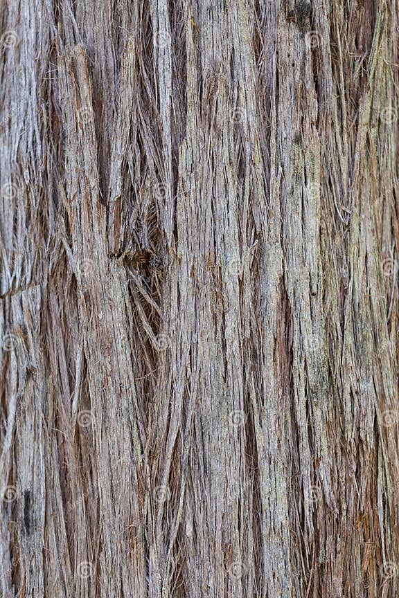 Australian Stringy Bark Tree Stock Image - Image of stringy, wood: 81251519