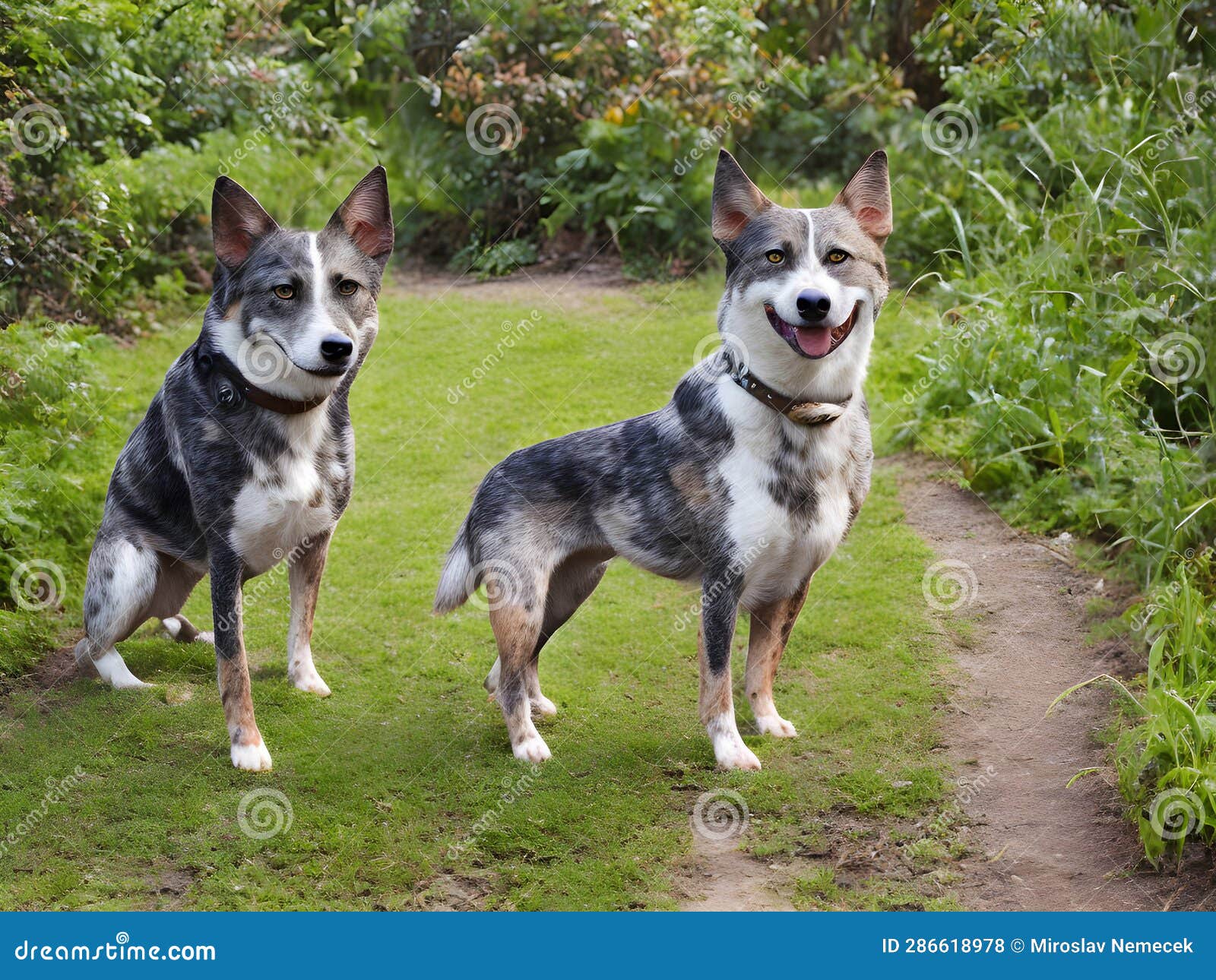 Australian Stumpy Tail Cattle Dog, Generative AI Illustration Stock ...