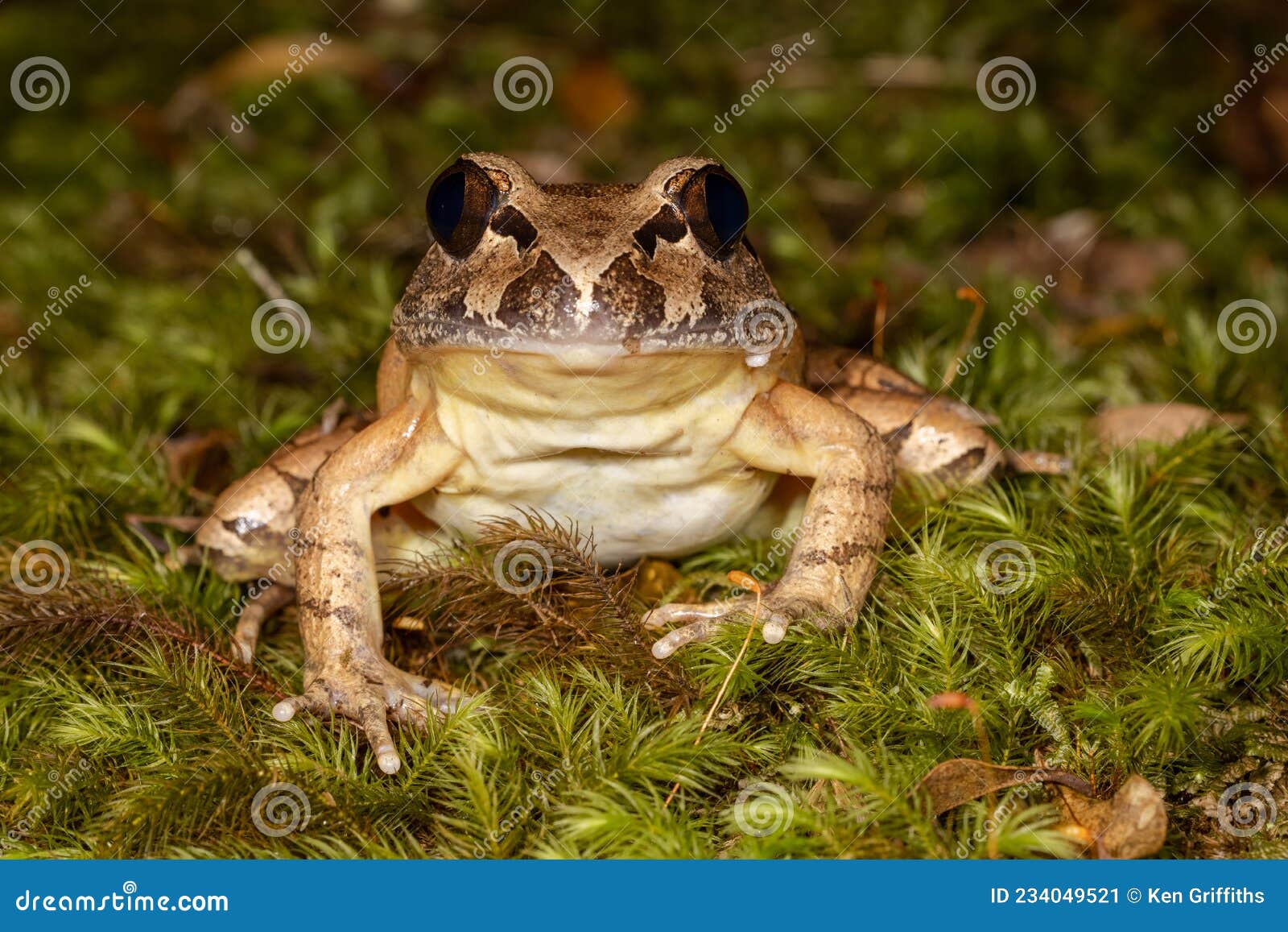 Australian Southern Stuttering Frog Stock Image - Image of nature ...