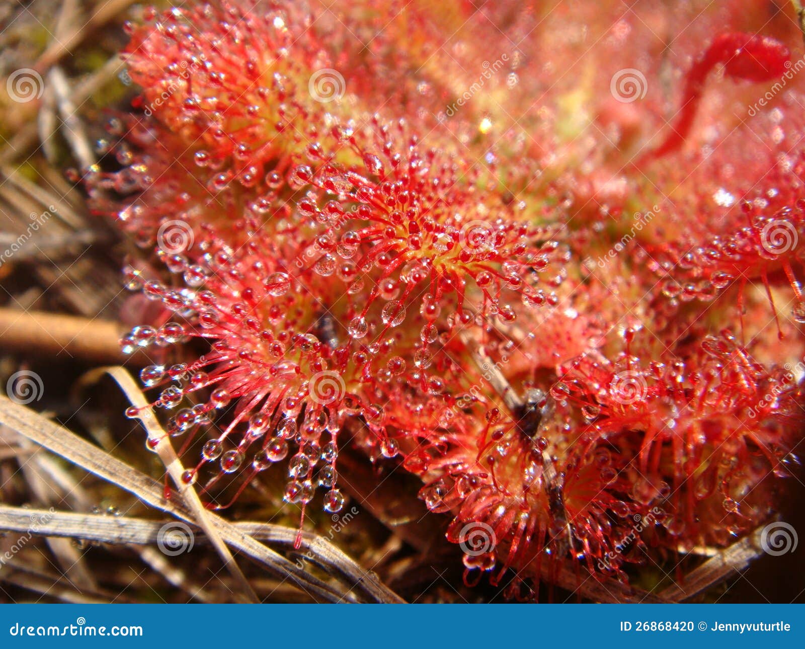 Australian sundews stock photo. Image of plant, sunlight - 26868420