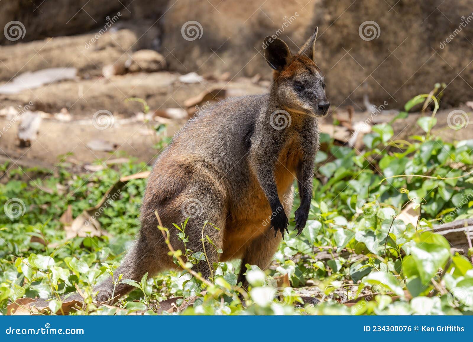 Swamp Wallaby stock photo. Image of australian, wallaby - 234300076