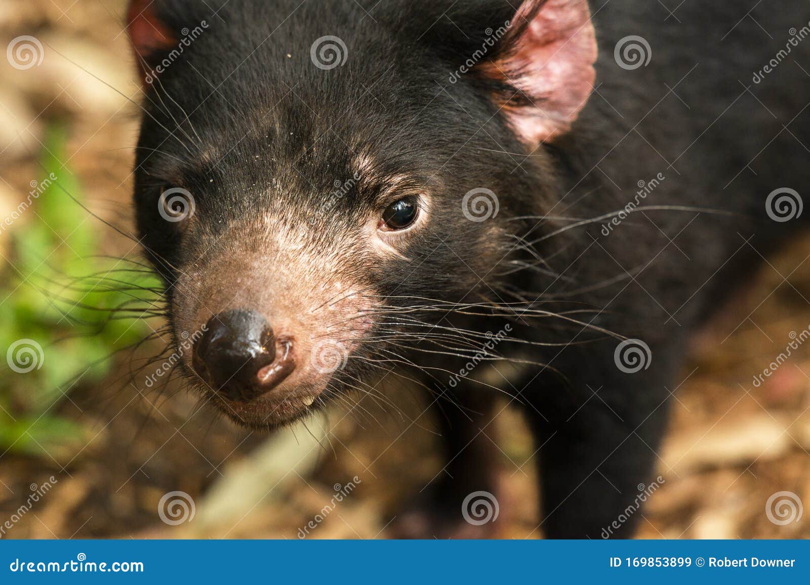 Australian Tasmanian Devil stock image. Image of animal - 169853899