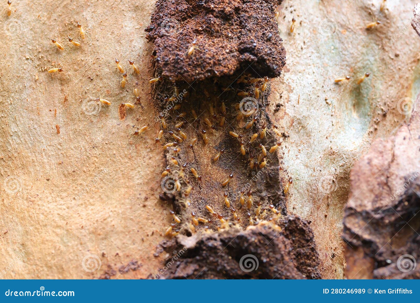 Australian Termites stock image. Image of nature, australia - 280246989