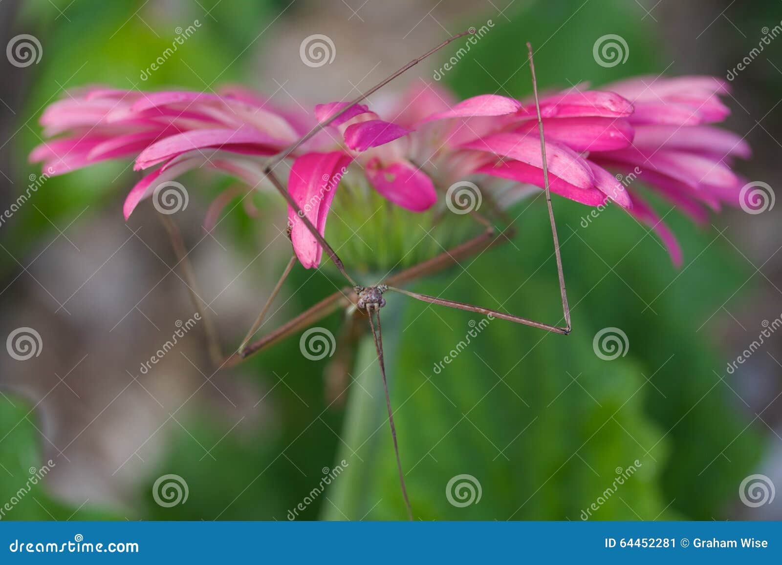 Australian Tessellated Stick Insect Stock Image - Image of stick ...