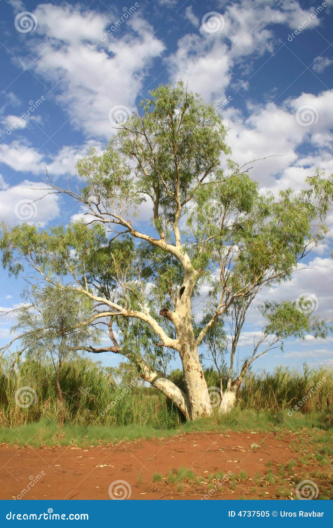 Australian tree stock image. Image of leaves, growth, beauty - 4737505