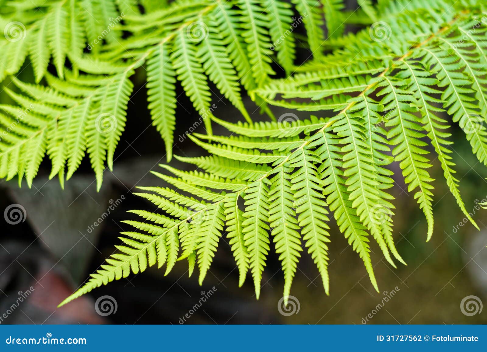 Australian tree fern stock photo. Image of green, nature - 31727562