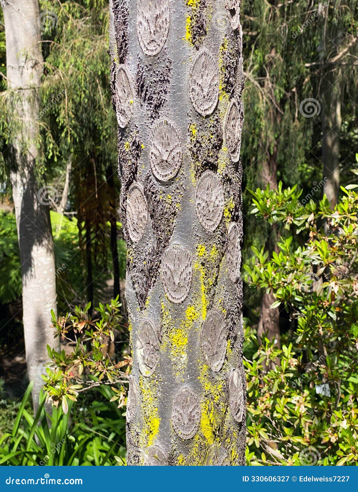 Australian Tree Fern Cyathea Cooperi Stock Image - Image of nature ...