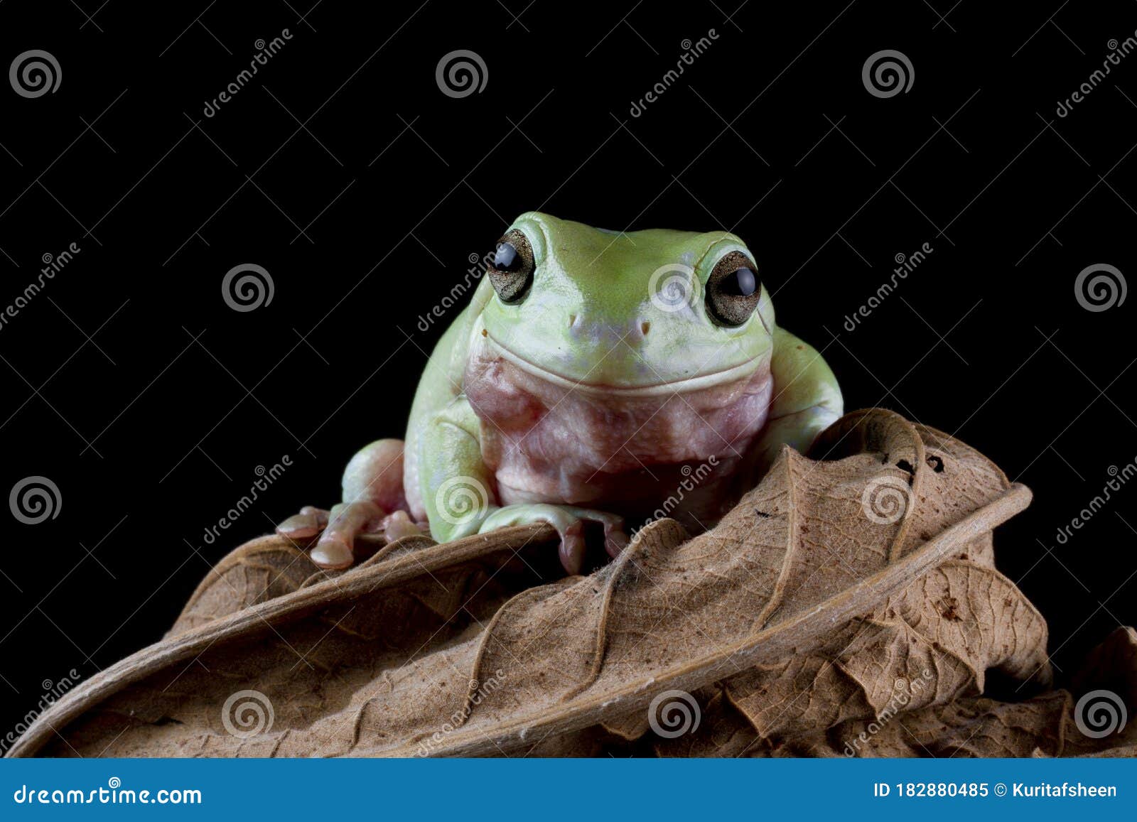 Australian Tree Frog on Branch, Stock Image - Image of dumpy, frog ...
