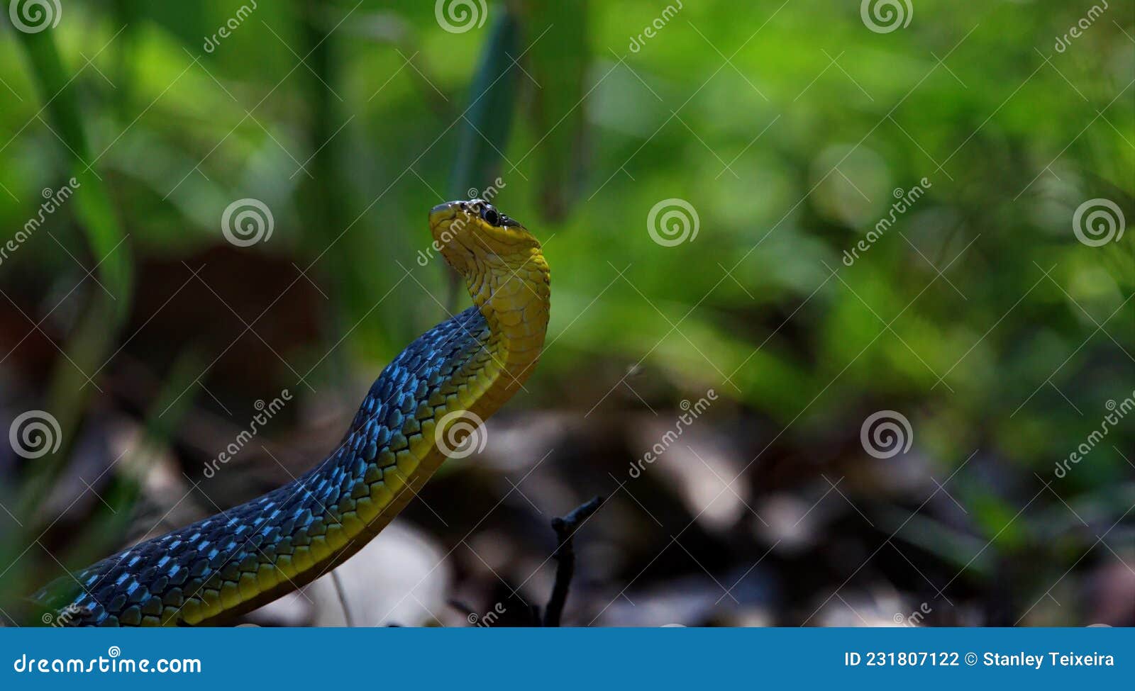 Australian tree snake stock photo. Image of wildlife - 231807122