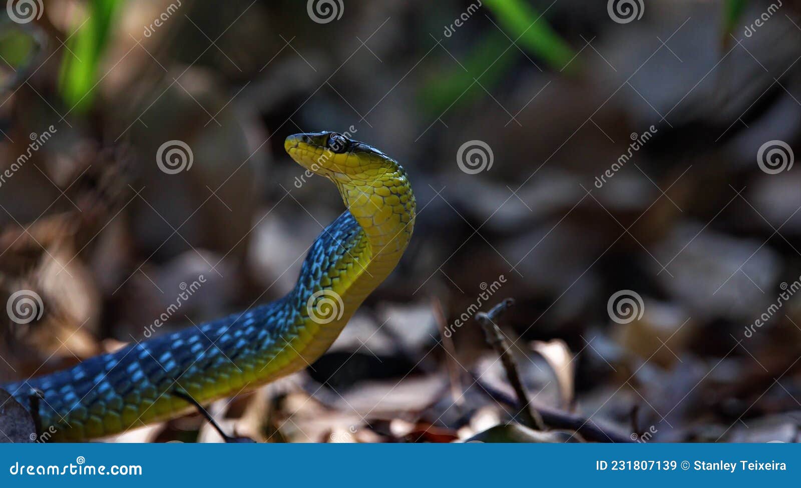 Australian tree snake stock image. Image of tree, wildlife - 231807139