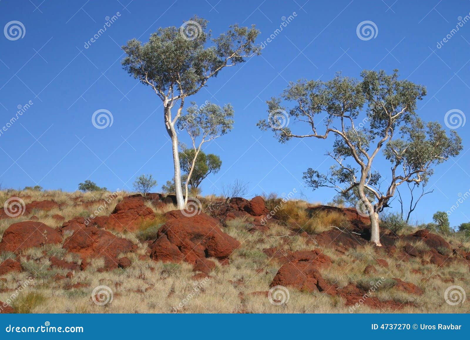 Australian Trees Stock Photo | CartoonDealer.com #4737270
