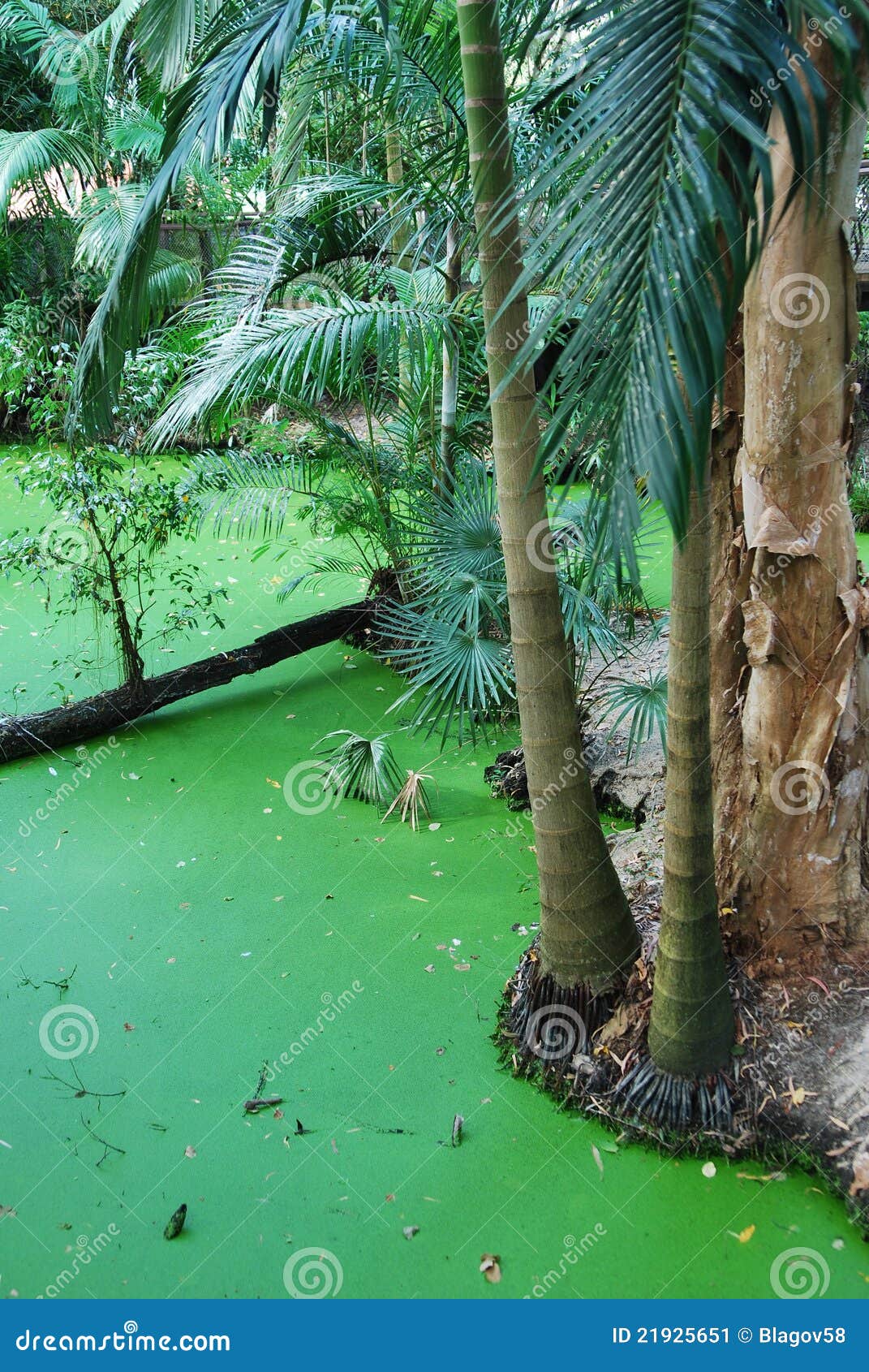 Australian Tropical Crocodile Swamp Stock Image - Image of nature ...
