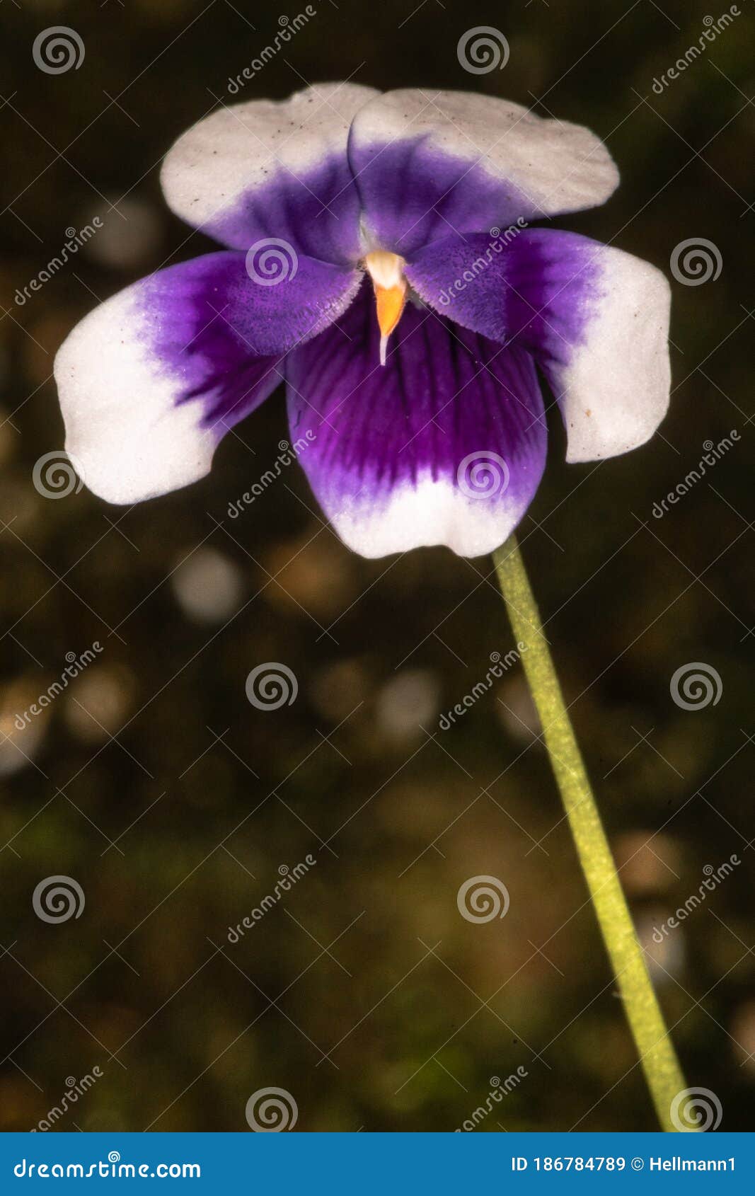 Australian Violet Flower stock image. Image of australian - 186784789