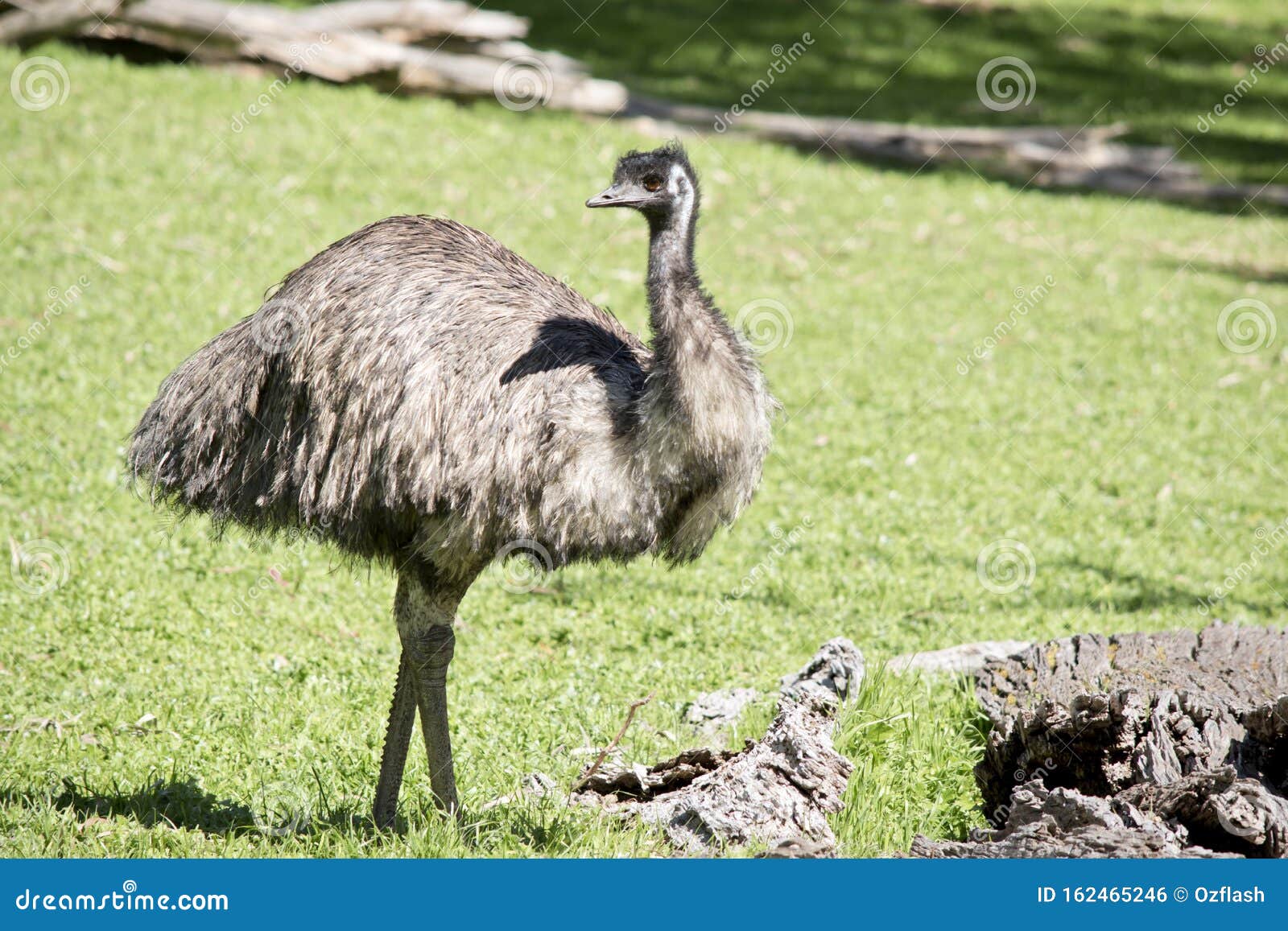 This is a Side View of an Australian Emu Stock Photo - Image of bill ...