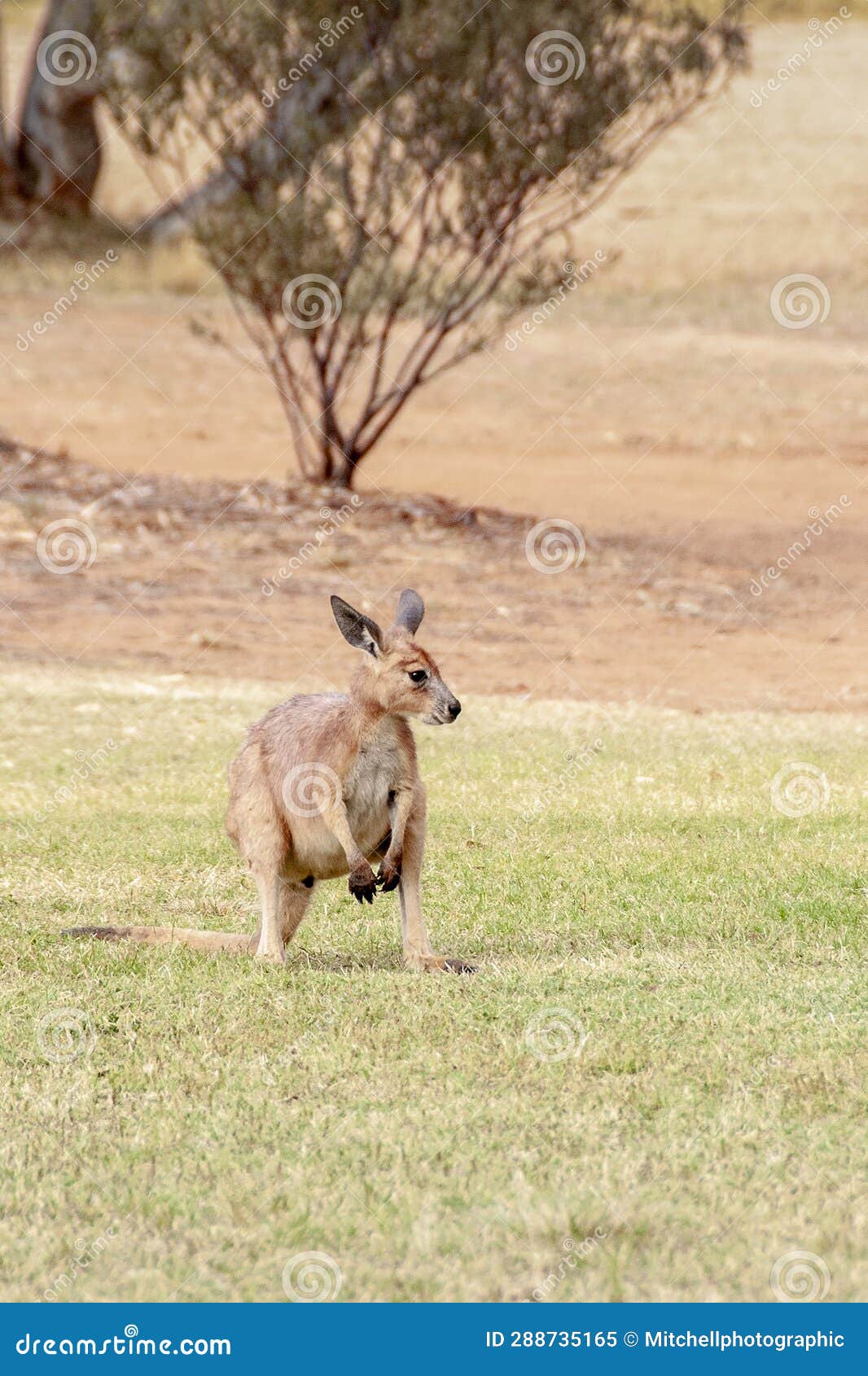 Australian Wallaby Standing in Meadow Stock Image - Image of alice ...