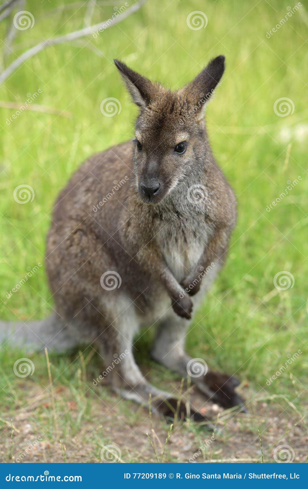 Australian Wallaby stock image. Image of wildlife, mammal - 77209189