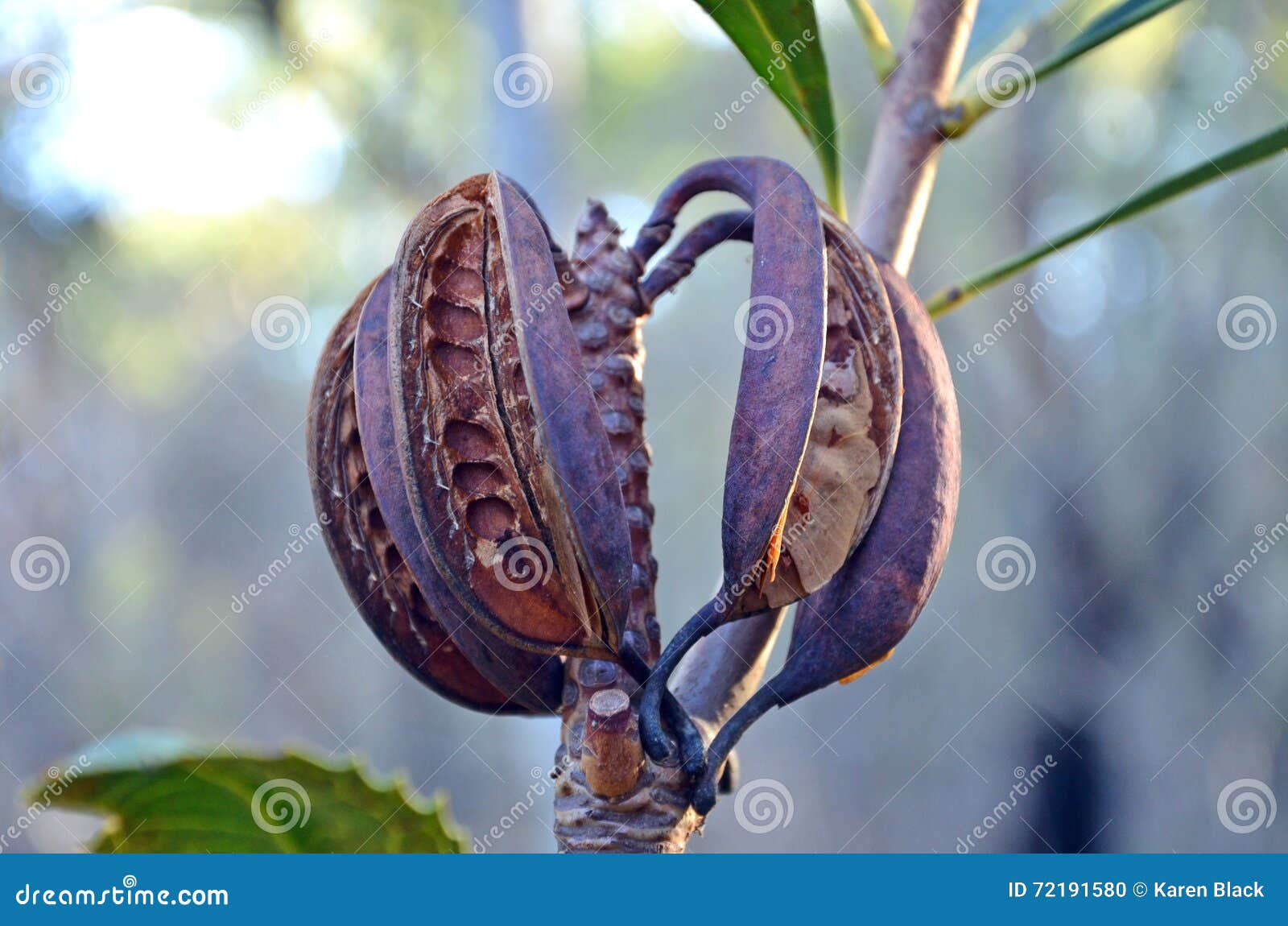 221 Australian Seed Pods Stock Photos - Free & Royalty-Free Stock ...