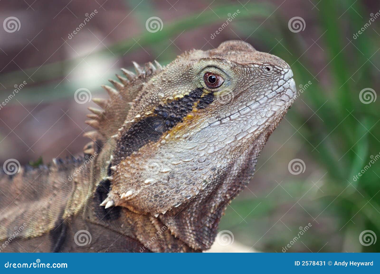 Australian Water Dragon 01 Royalty-Free Stock Photo | CartoonDealer.com ...