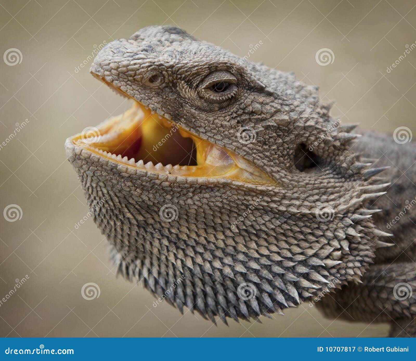 Australian Water Dragon stock image. Image of neck, eastern - 10707817