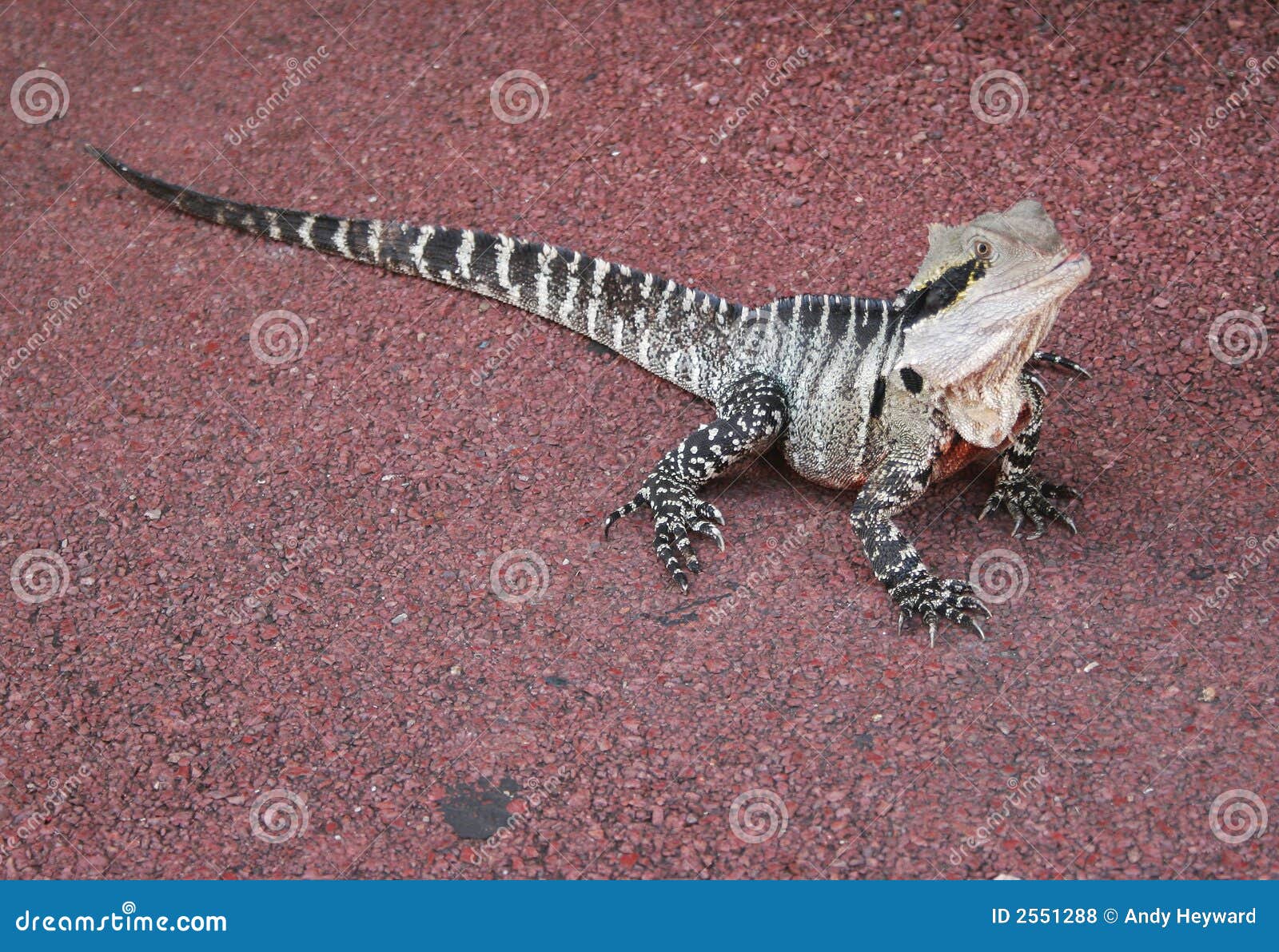 Australian Water Dragon Lizard