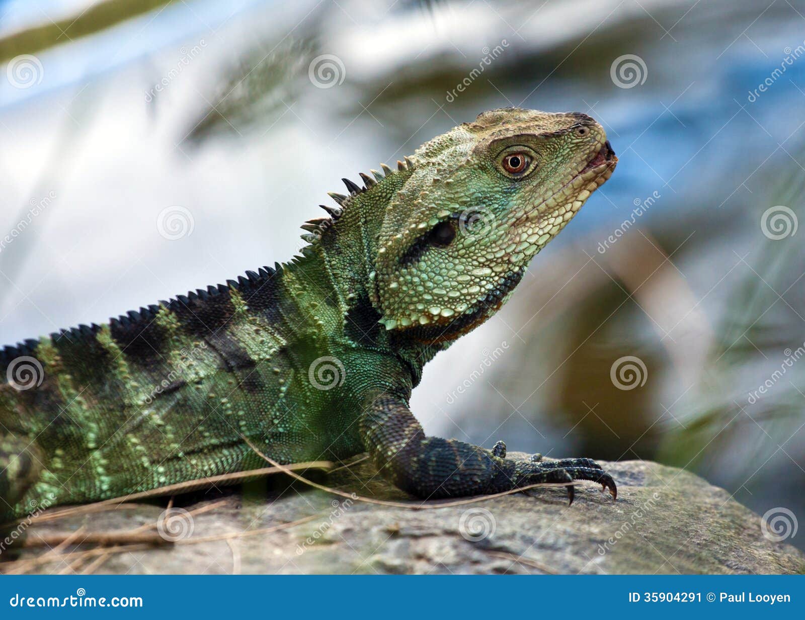 Australian water dragon stock image. Image of vertebrate - 35904291
