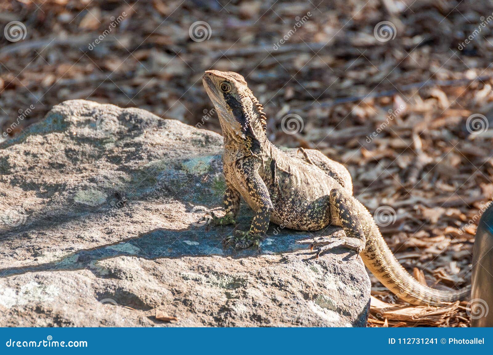 Australian Water Dragon Lizard Physignathus Lesueurii Stock Image ...