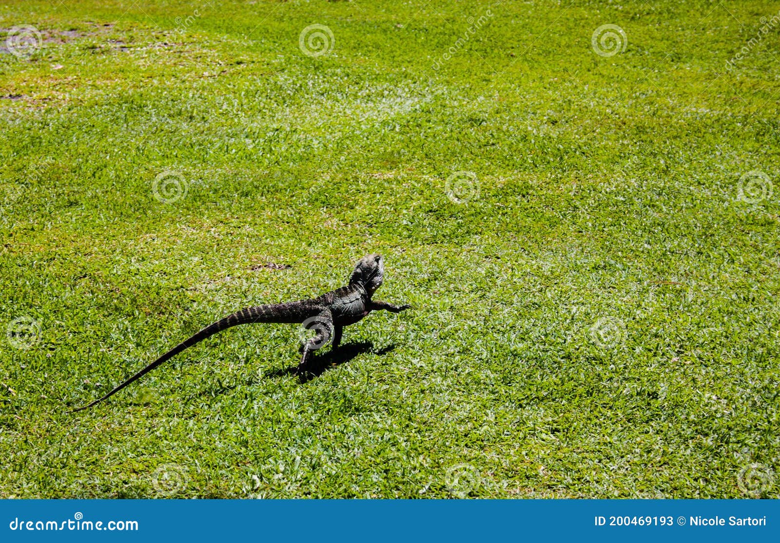 Australian Water Dragon Lizard Running Stock Image - Image of water ...