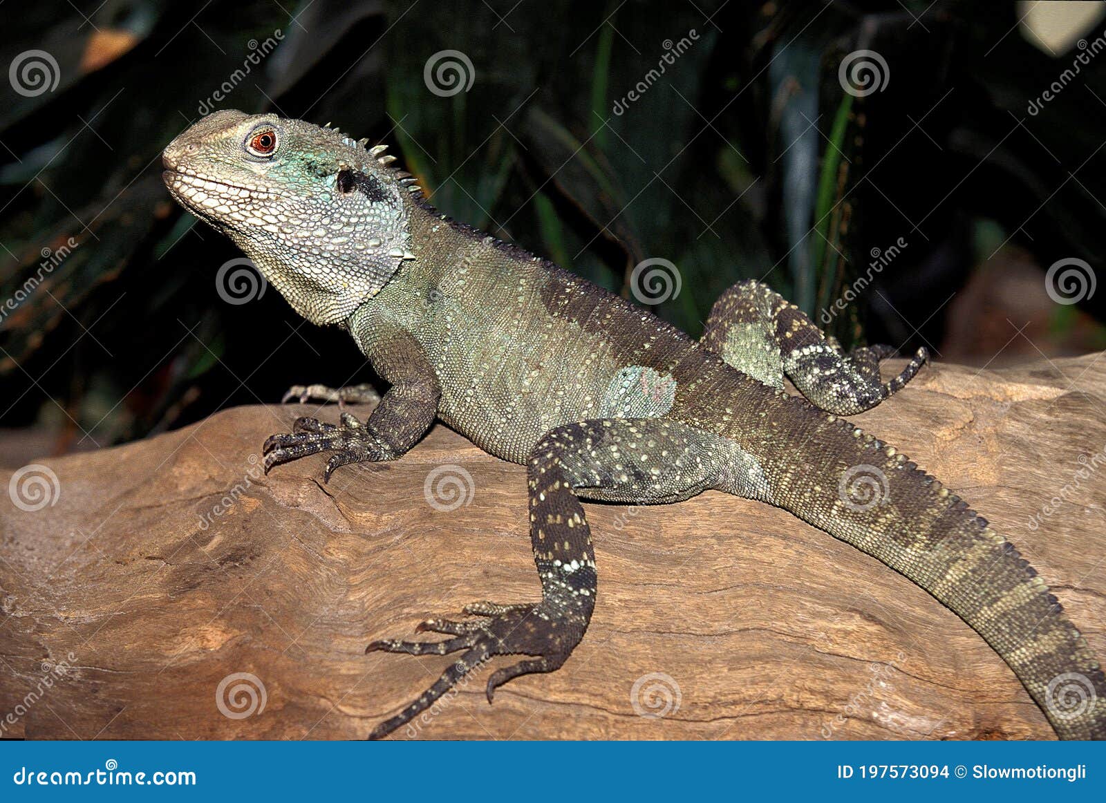 Australian Water Dragon, Physignathus Lesueurii Stock Photo - Image of ...