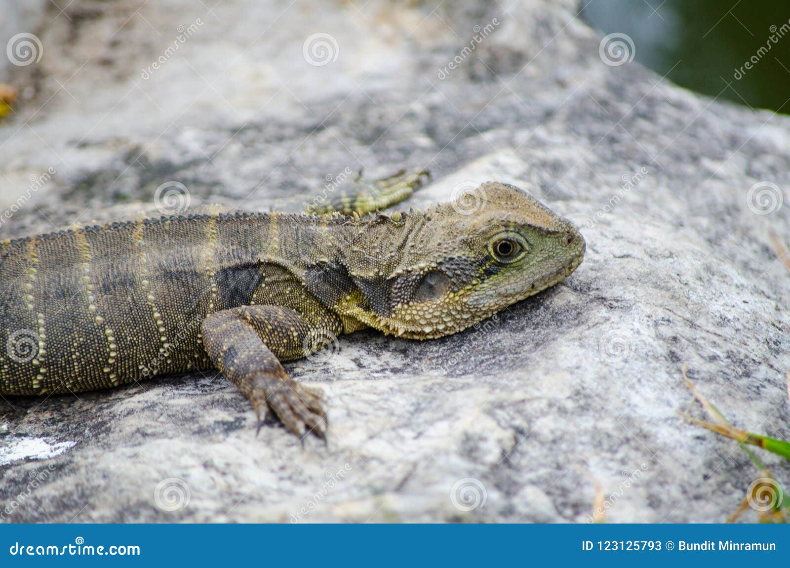 Australian Water Dragon Resting on the Rock in Close Up. Stock Image ...