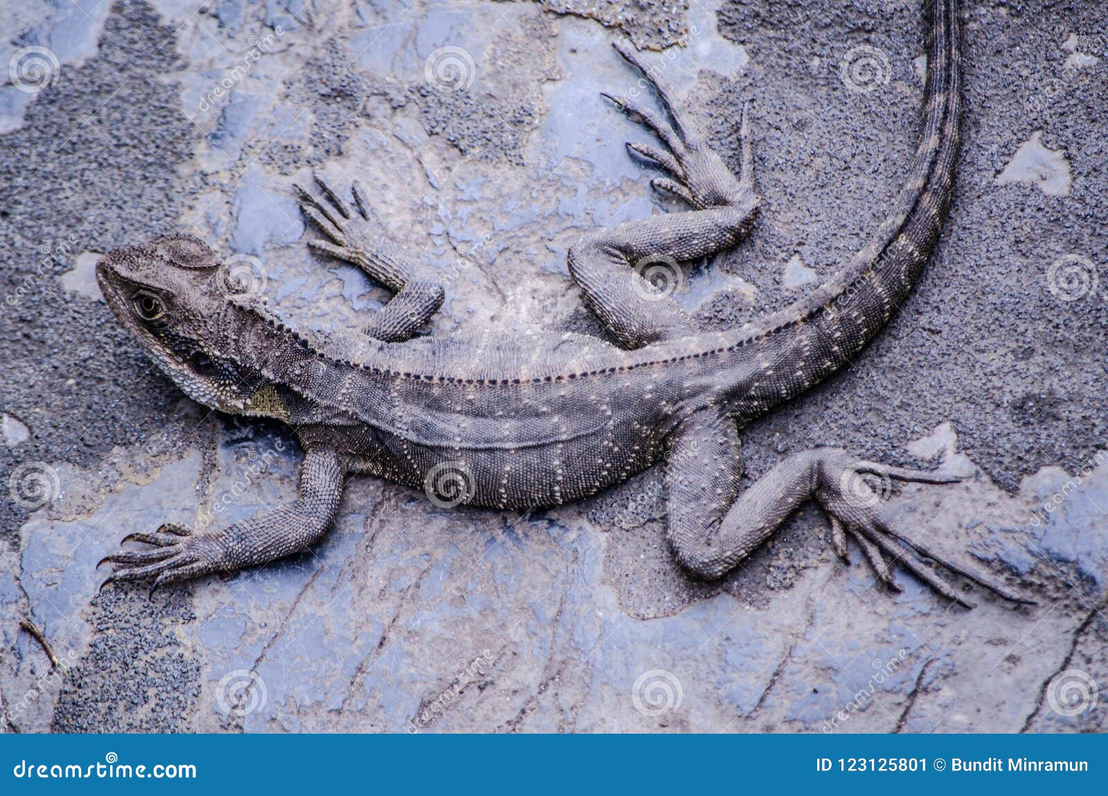 Australian Water Dragon Resting on the Rock in Close Up. Stock Image ...