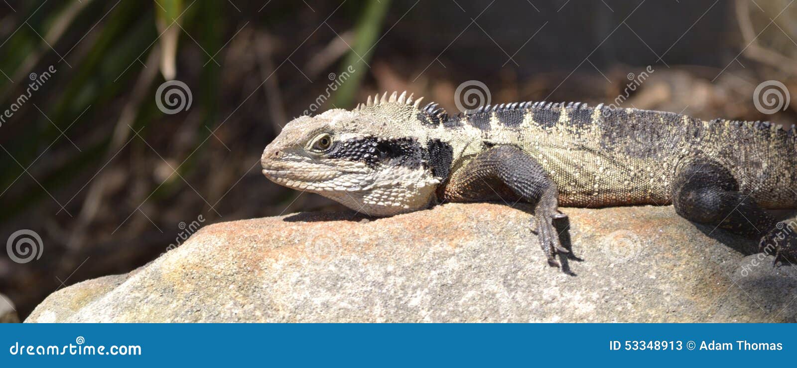Australian Water Dragon on Rock Stock Image - Image of lizard ...