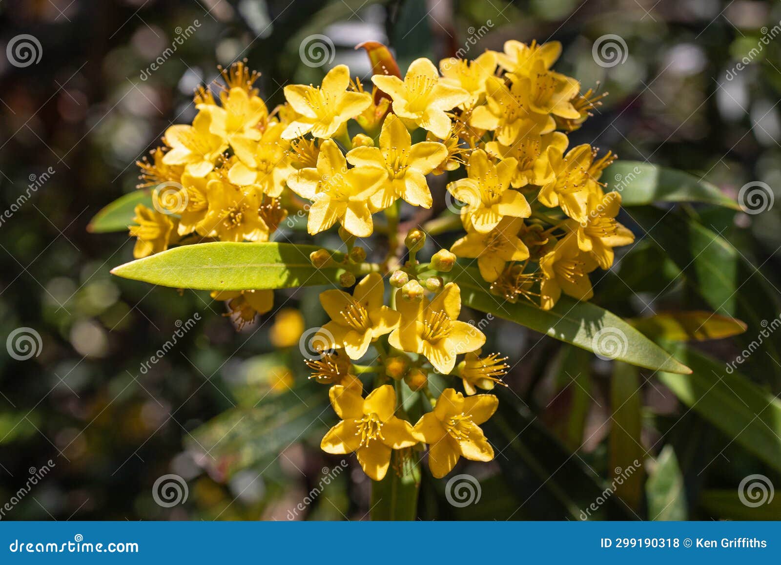 Australian Water Gum stock photo. Image of tristaniopsis - 299190318