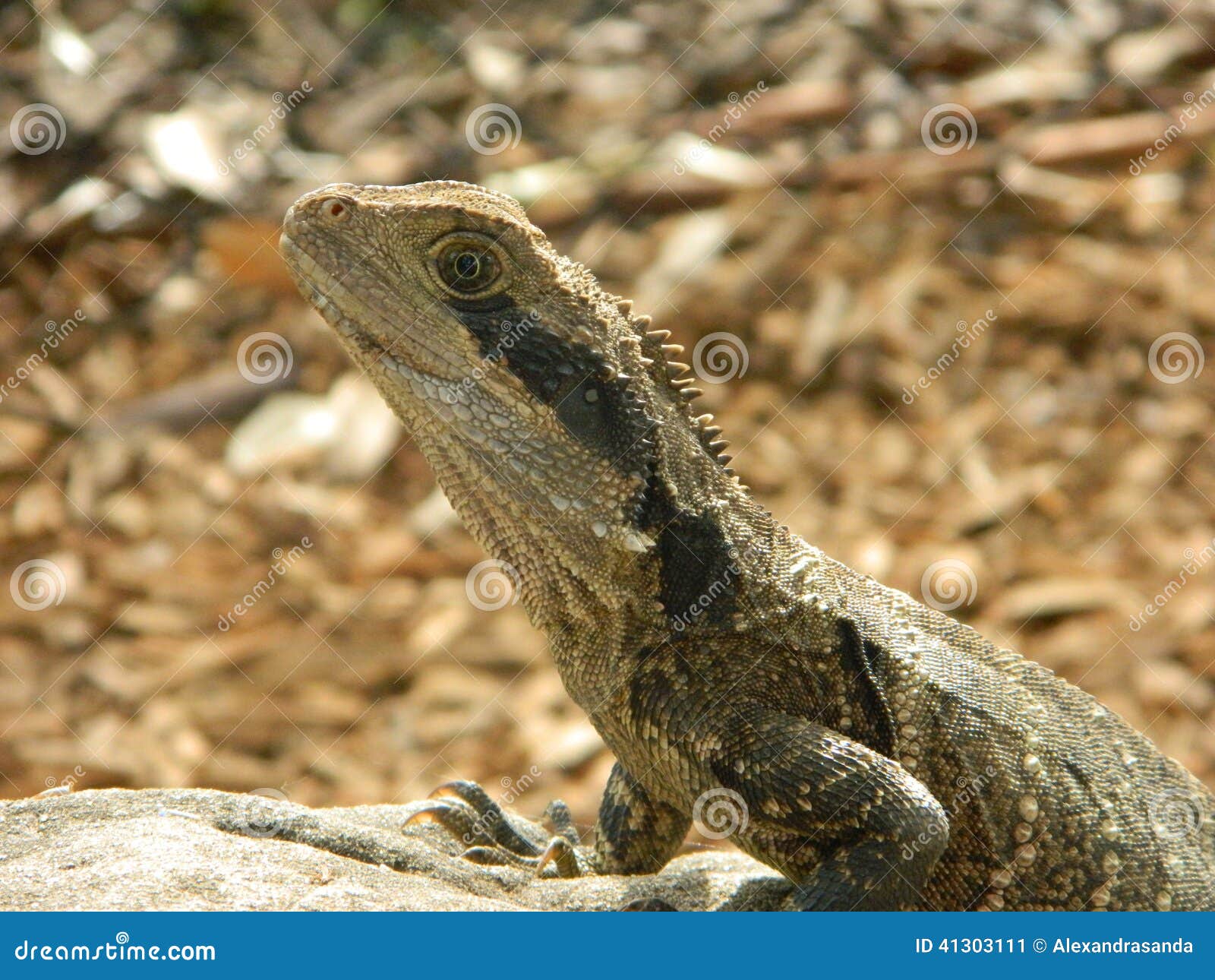 Australian Water Lizard stock image. Image of portrait - 41303111