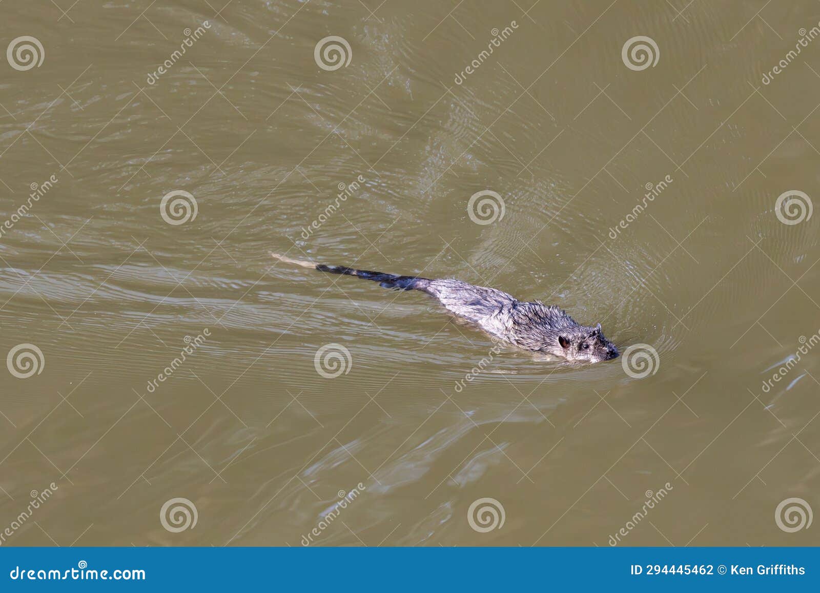 Australian Water Rat stock photo. Image of hydromys - 294445462