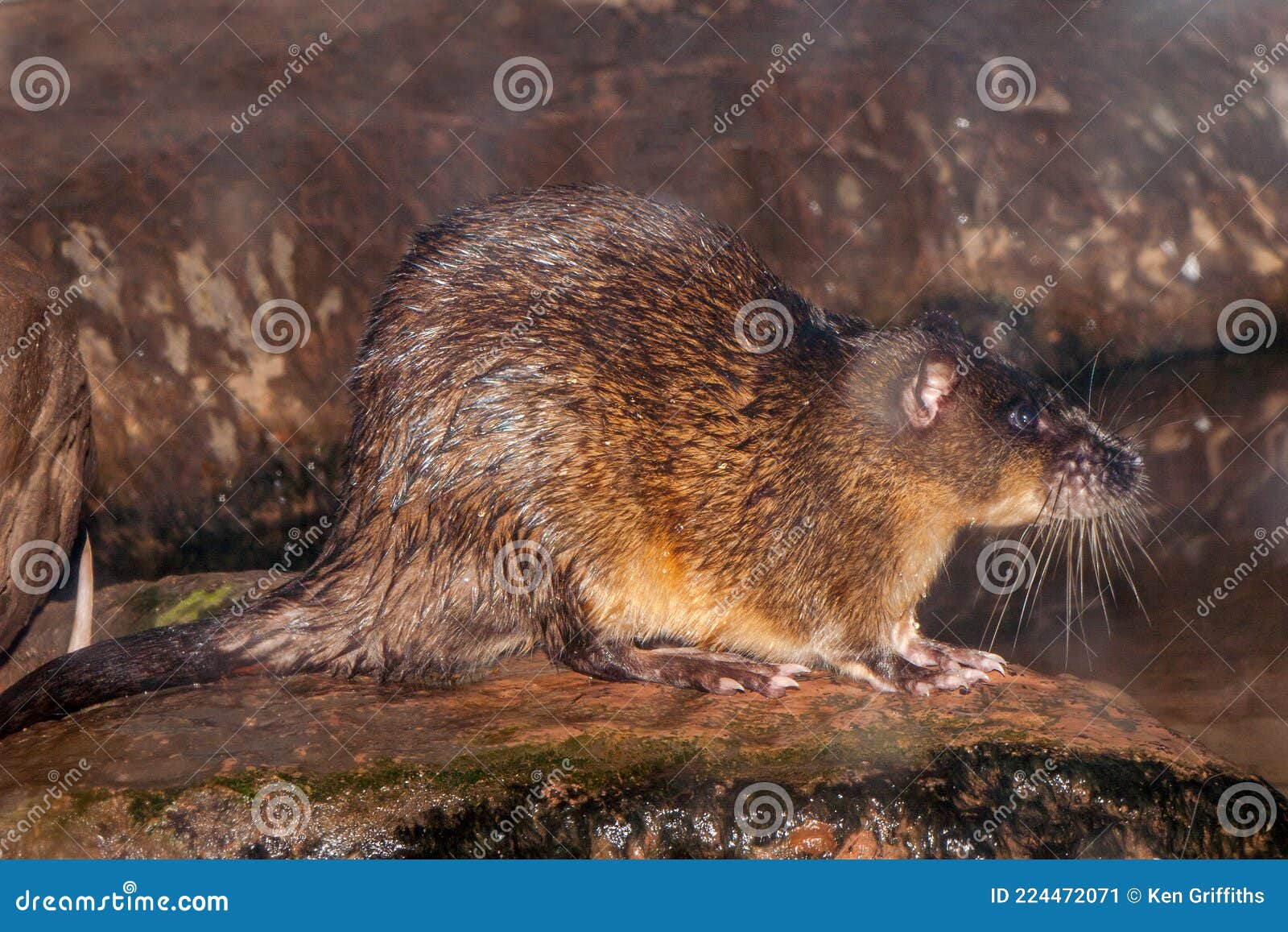 Australian Water Rat stock image. Image of hydromys - 224472071