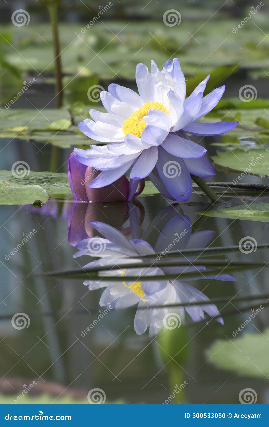 Australian Waterlily or Nymphaea Gigantea Waterlily. Stock Photo ...