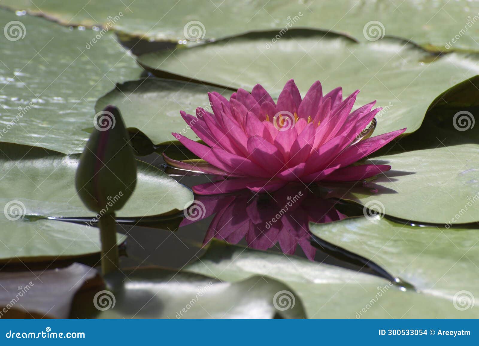 Australian Waterlily or Nymphaea Gigantea Waterlily. Stock Photo ...
