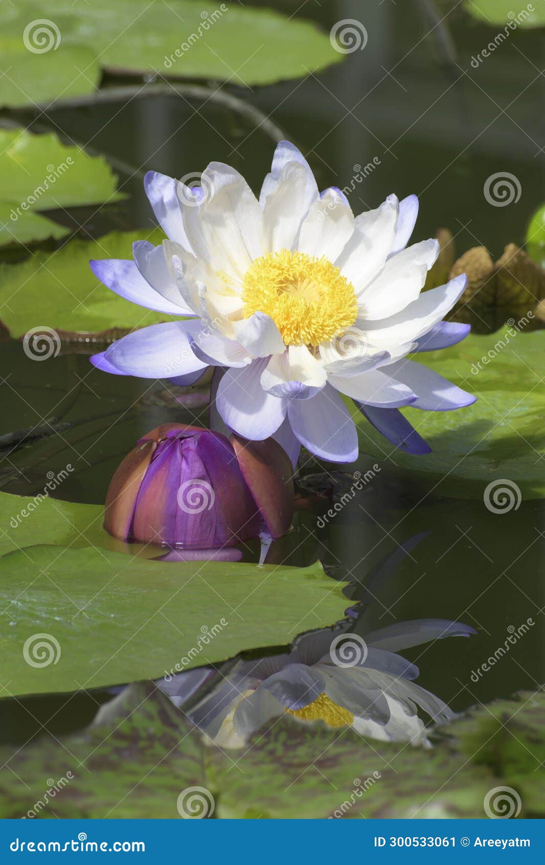Australian Waterlily or Nymphaea Gigantea Waterlily. Stock Image ...