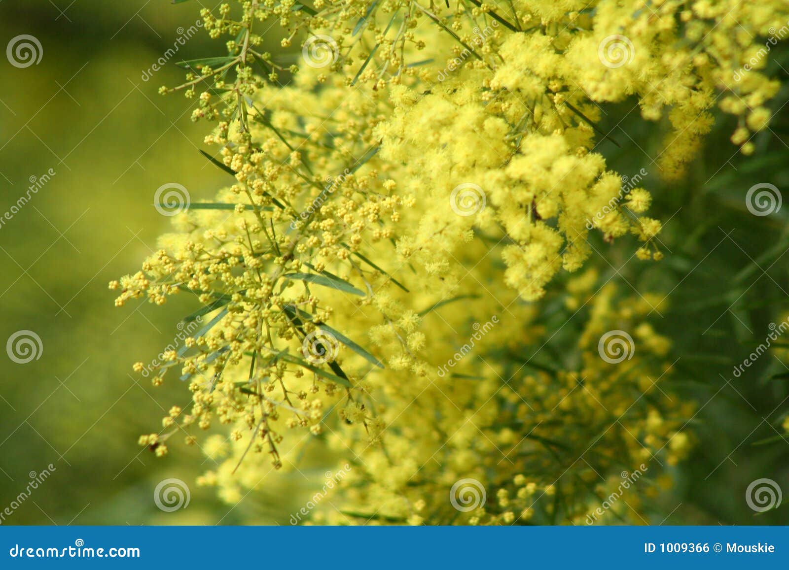 Australian Wattle stock photo. Image of wattle, yellow - 1009366
