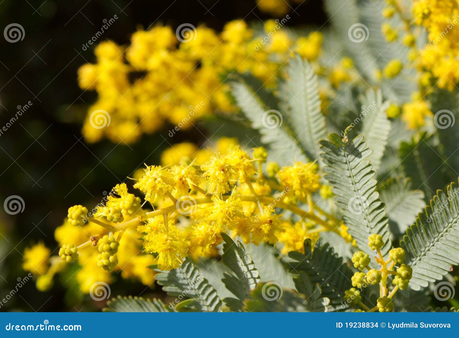Australian Wattle Seed Pods Royalty-Free Stock Photography ...