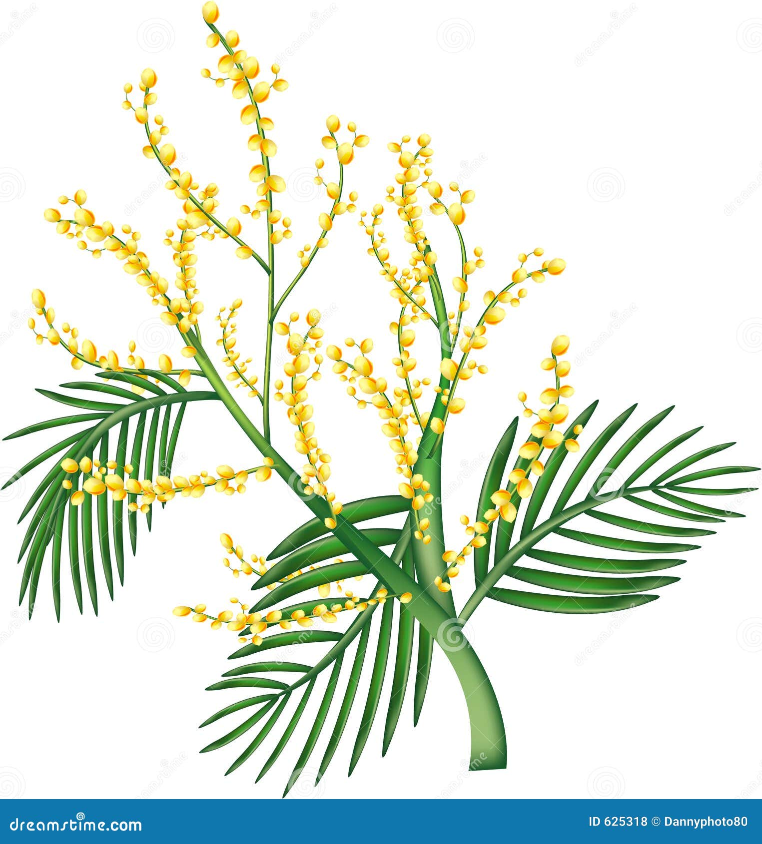 Australian wattle stock illustration. Illustration of australia - 625318