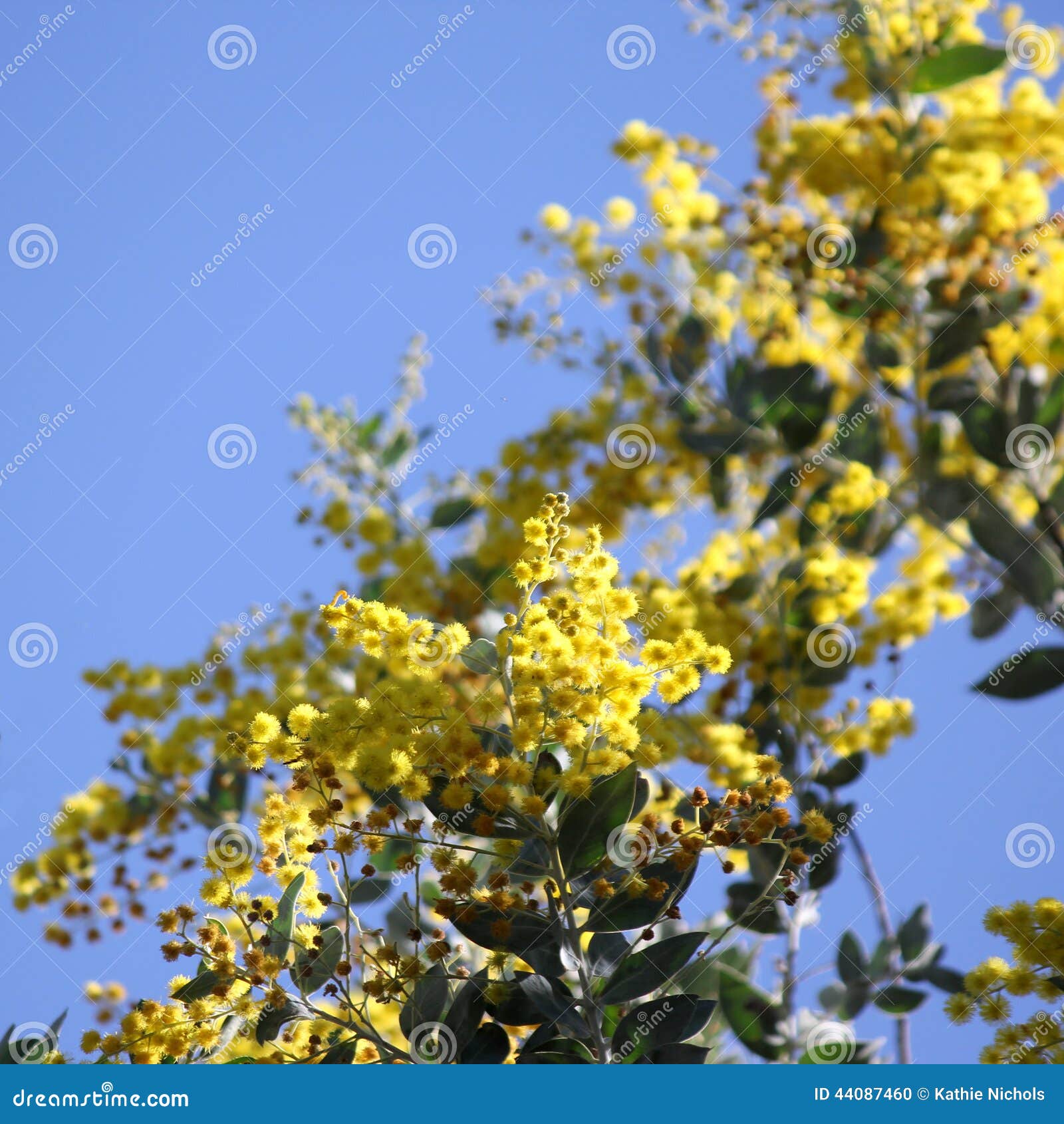 Australian Wattle in Bloom 2 Stock Photo - Image of tropical, allergies ...