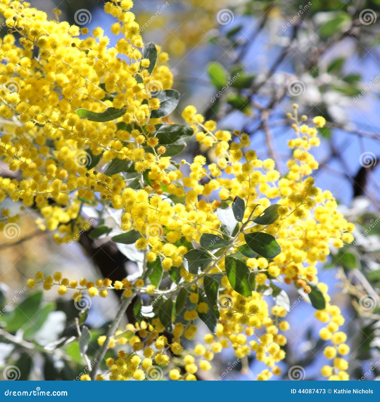 Australian Wattle in Bloom 3 Stock Image - Image of oval, phyllodes ...