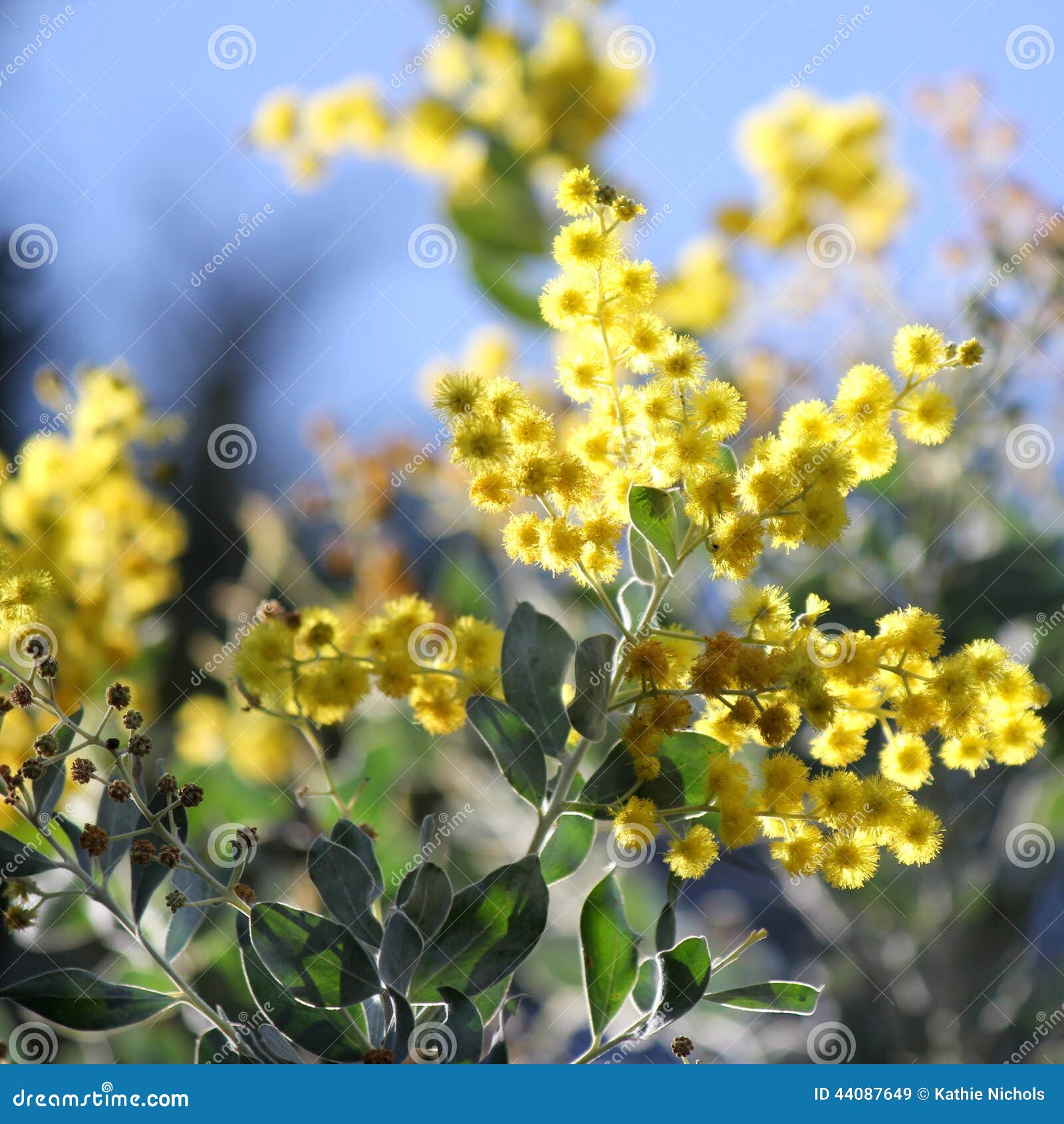 Australian Wattle Flower Stock Image | CartoonDealer.com #25070953