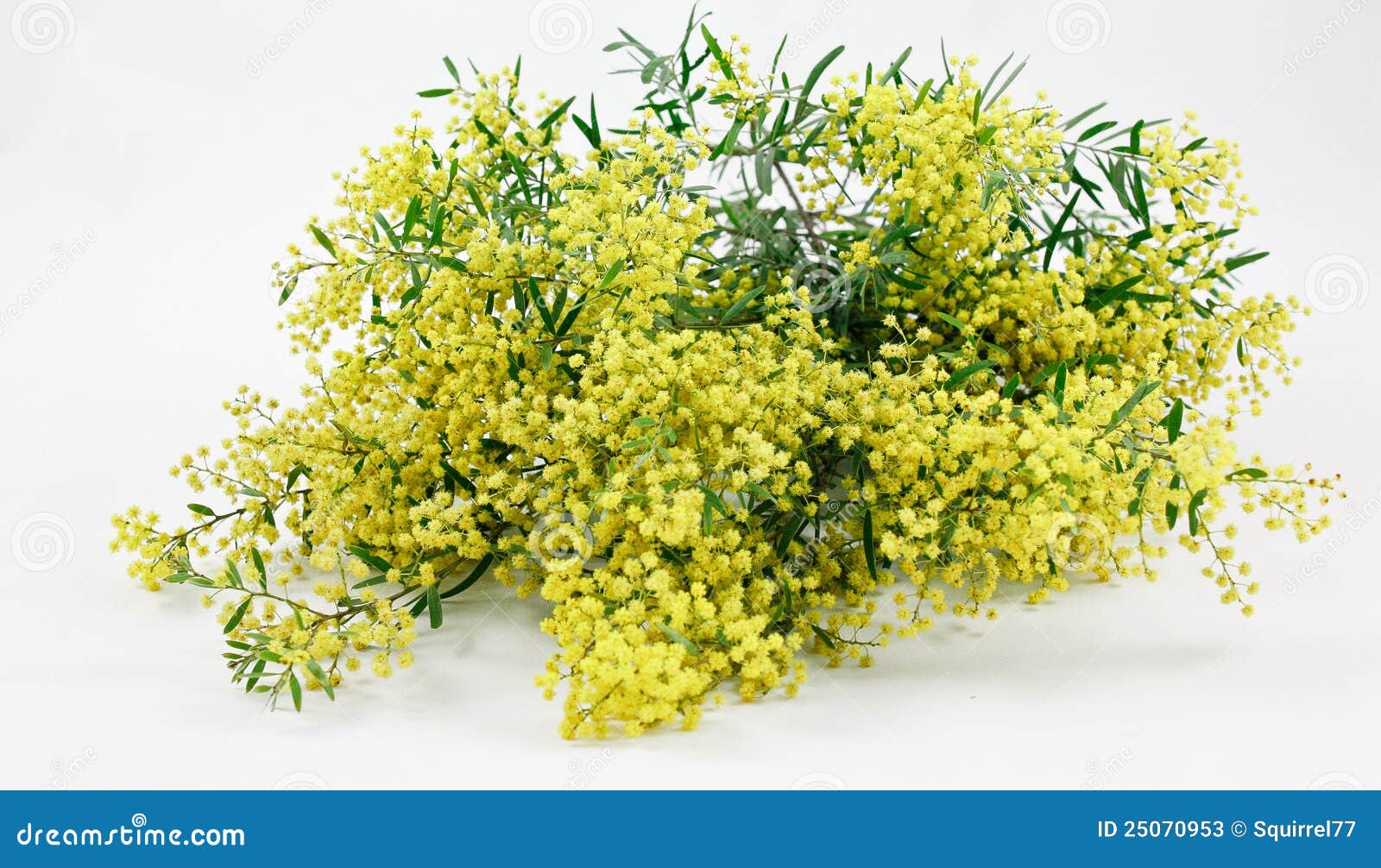 Australian Wattle Seed Pods Royalty-Free Stock Photography ...