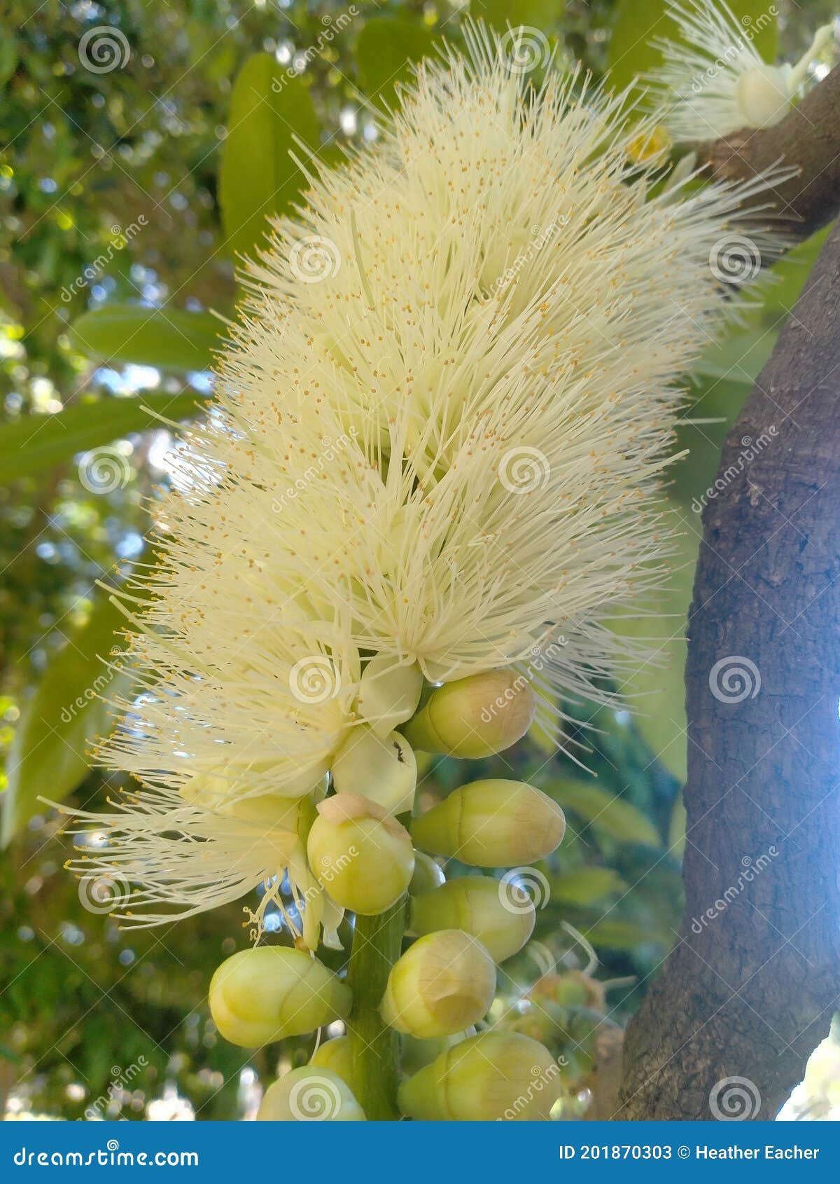 Australian Wattle Flower in Bloom Stock Image - Image of blossom ...