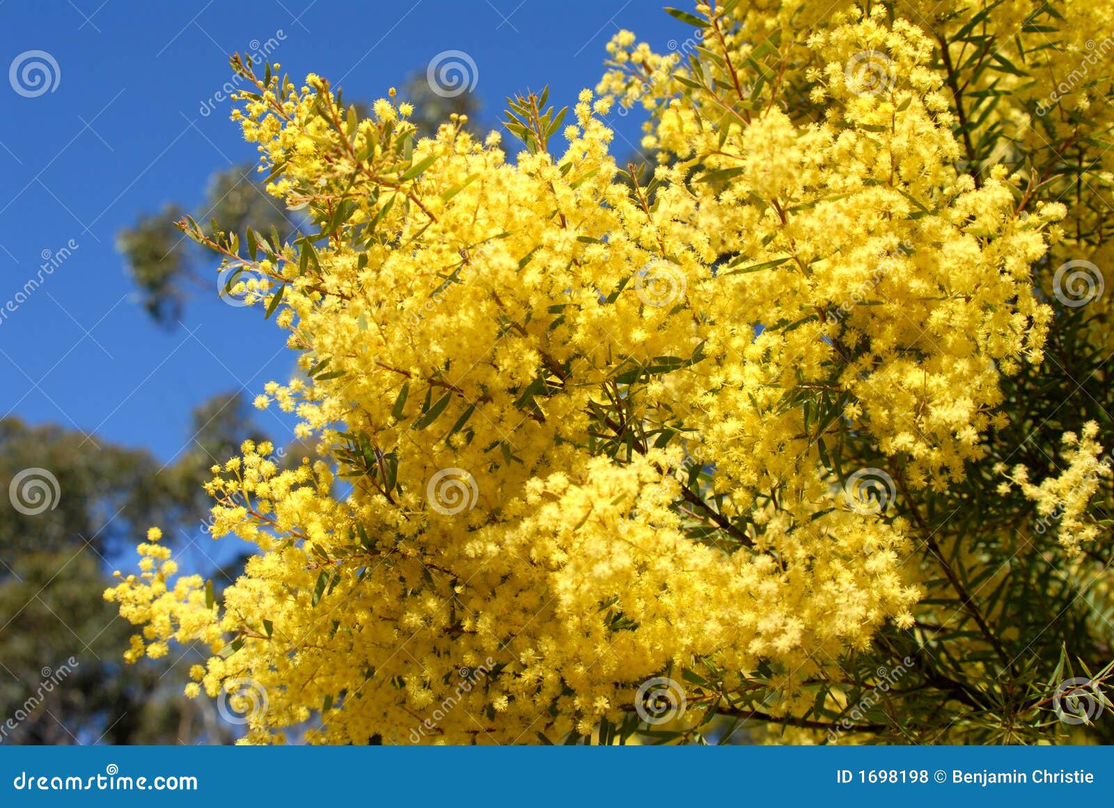 Australian Wattle In Spring With Yellow Flowering Bloom Royalty Free ...