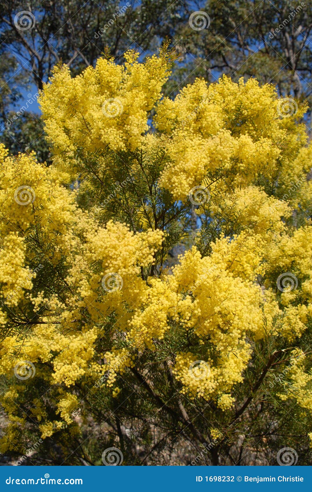 Australian Wattle Flower Stock Image | CartoonDealer.com #25070953