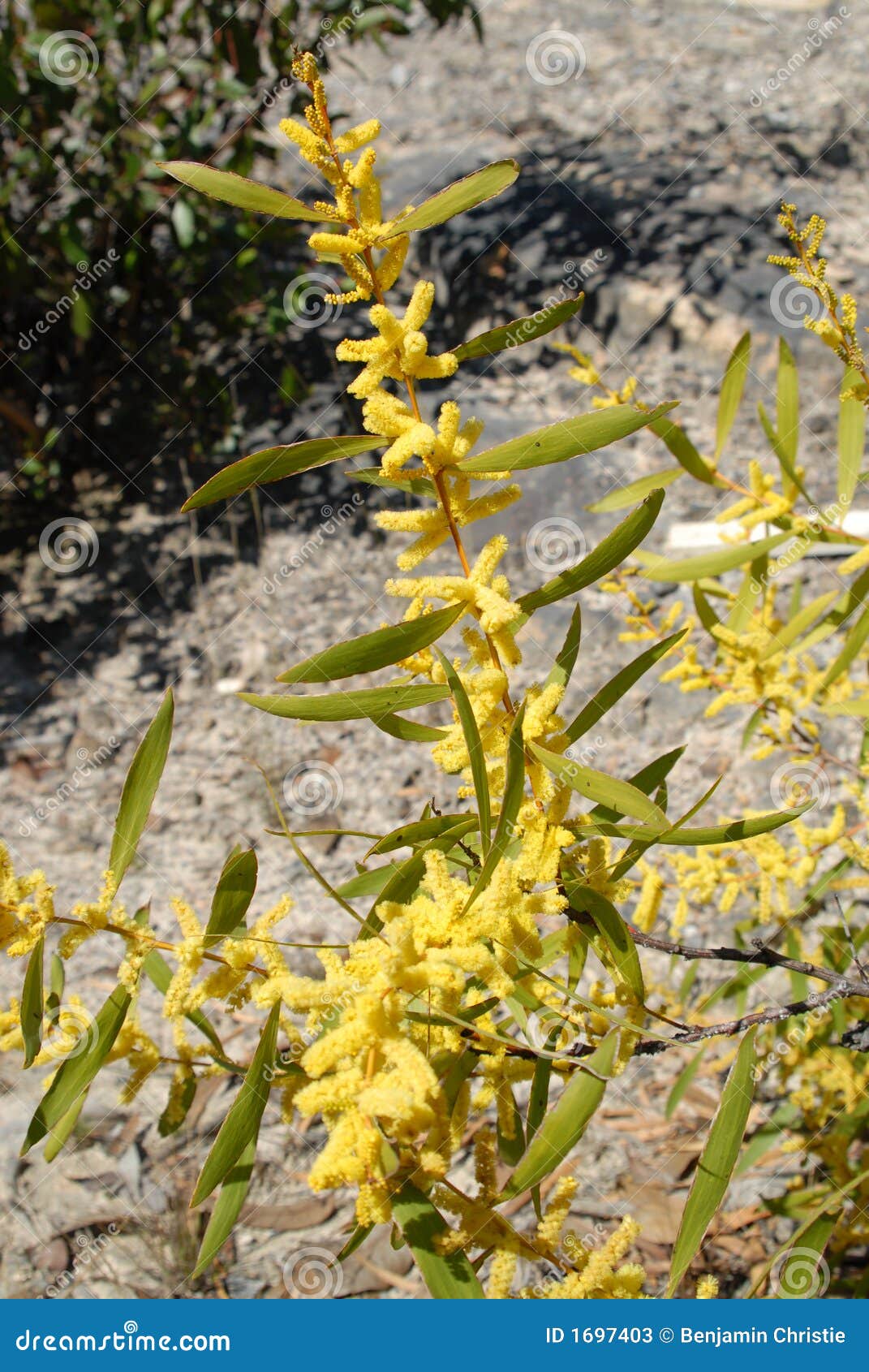Australian Wattle Flower Stock Image | CartoonDealer.com #25070953